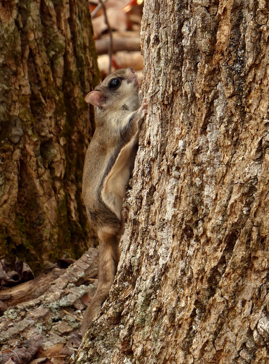 Flying Squirrel Wallpapers - Top Free Flying Squirrel Backgrounds ...