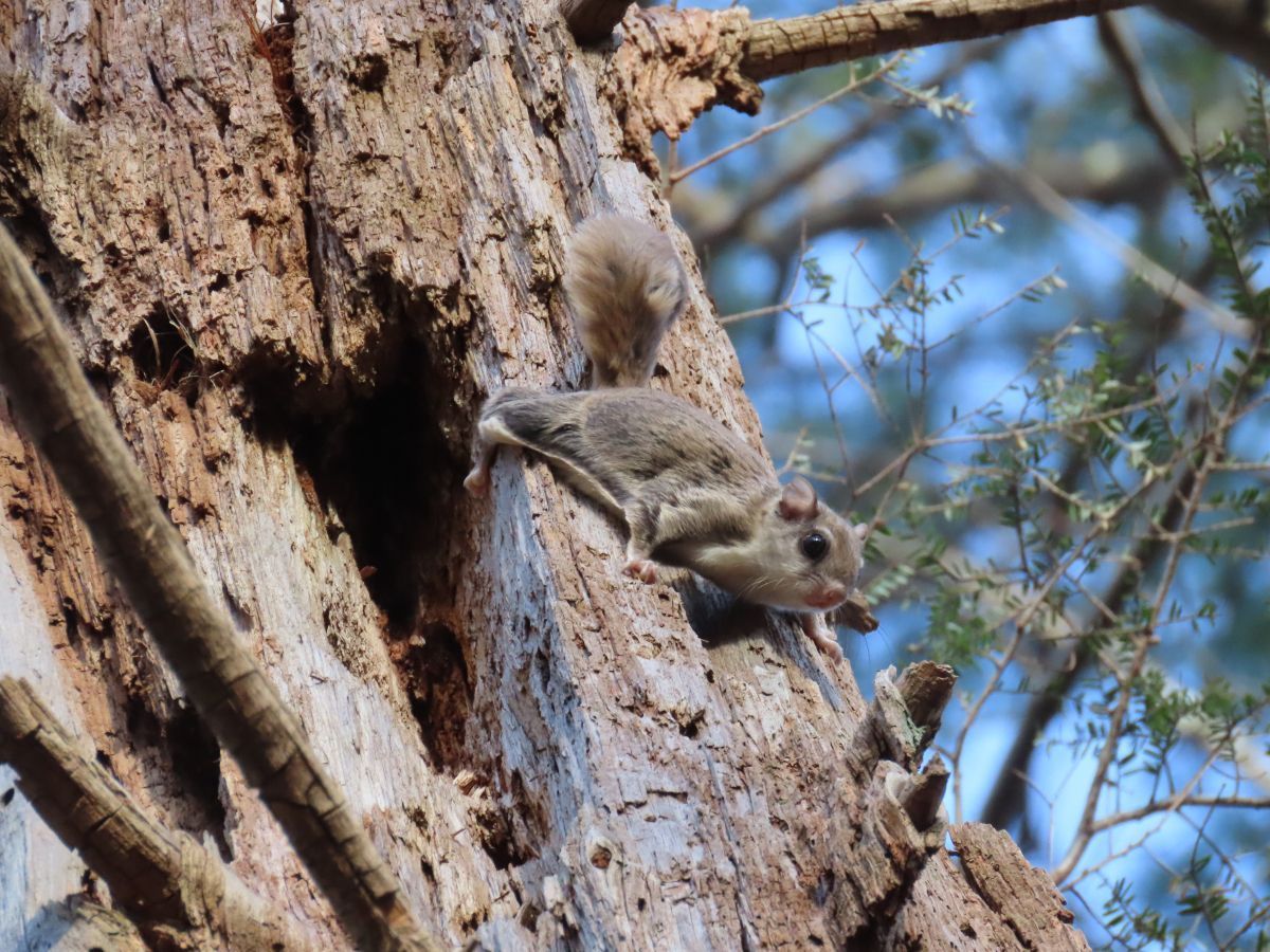 Flying Squirrel Wallpapers - Top Free Flying Squirrel Backgrounds ...