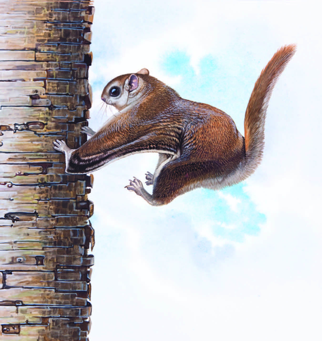 Flying Squirrel Wallpapers - Top Free Flying Squirrel Backgrounds ...
