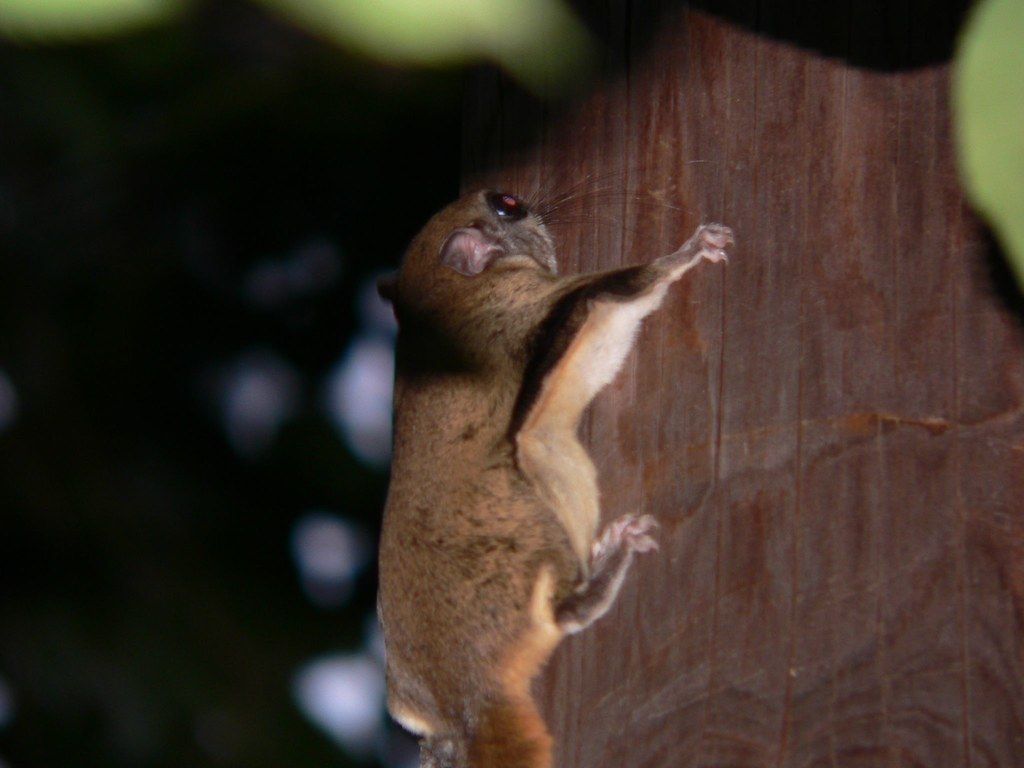 Flying Squirrel Wallpapers - Top Free Flying Squirrel Backgrounds ...