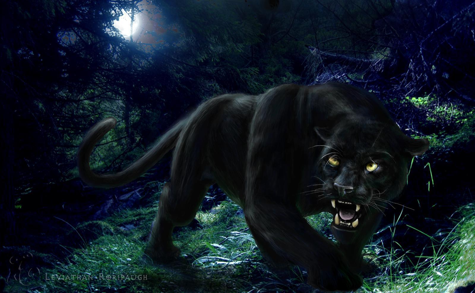 Beautiful Panther Wallpapers - Top Free Beautiful Panther Backgrounds ...