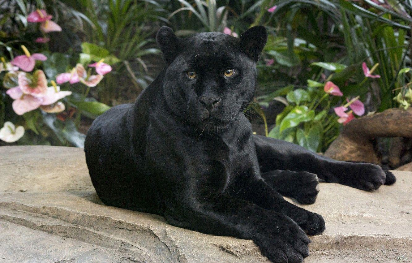 Beautiful Panther Wallpapers - Top Free Beautiful Panther Backgrounds ...