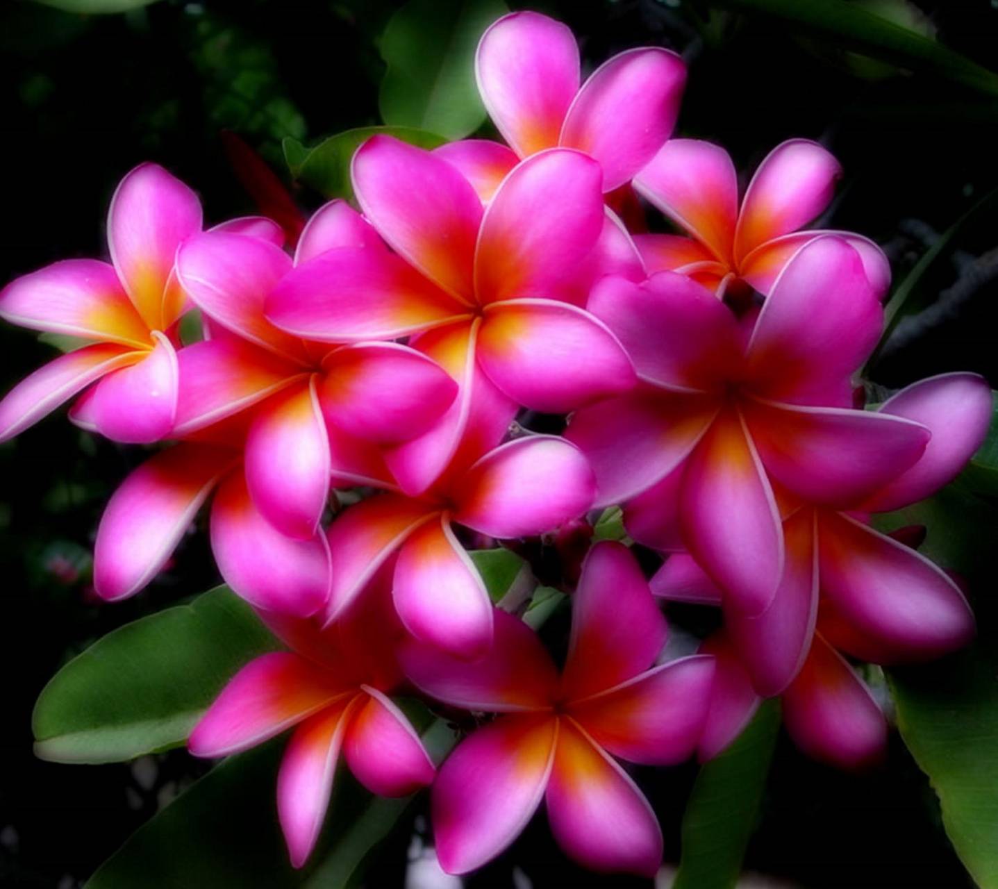 Hawaii Flowers Wallpapers - Top Free Hawaii Flowers Backgrounds ...