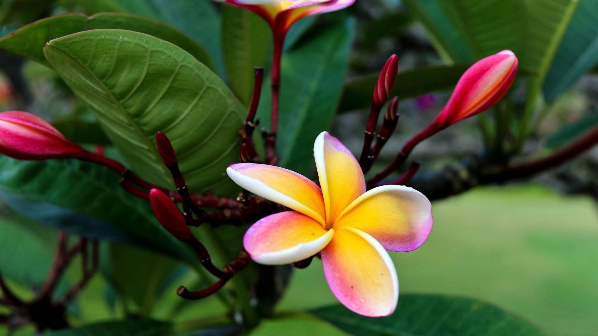 Hawaii Flowers Wallpapers - Top Free Hawaii Flowers Backgrounds ...