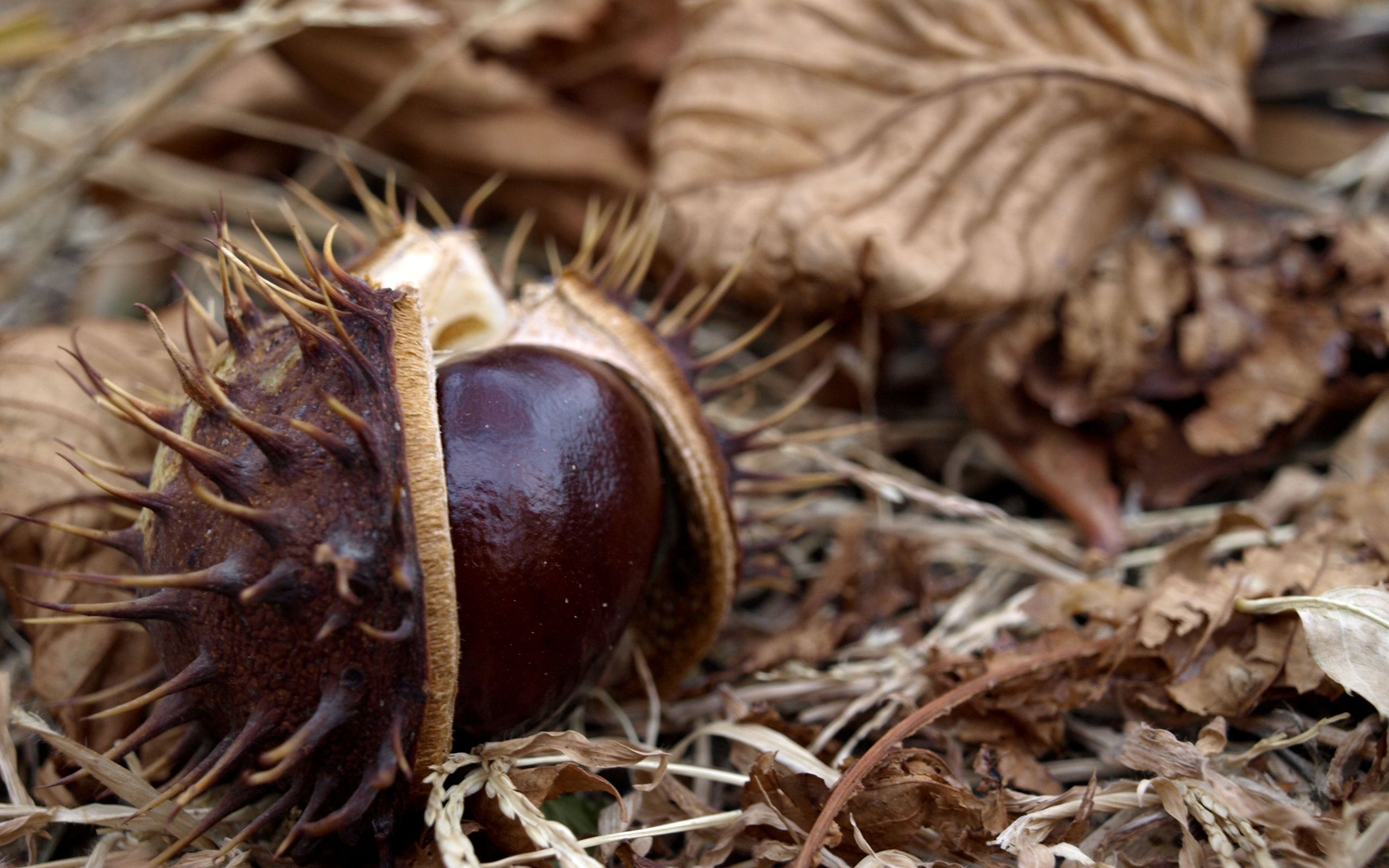 Chestnuts Wallpapers - Top Free Chestnuts Backgrounds - WallpaperAccess