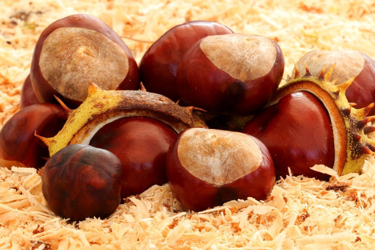 Chestnuts Wallpapers - Top Free Chestnuts Backgrounds - WallpaperAccess