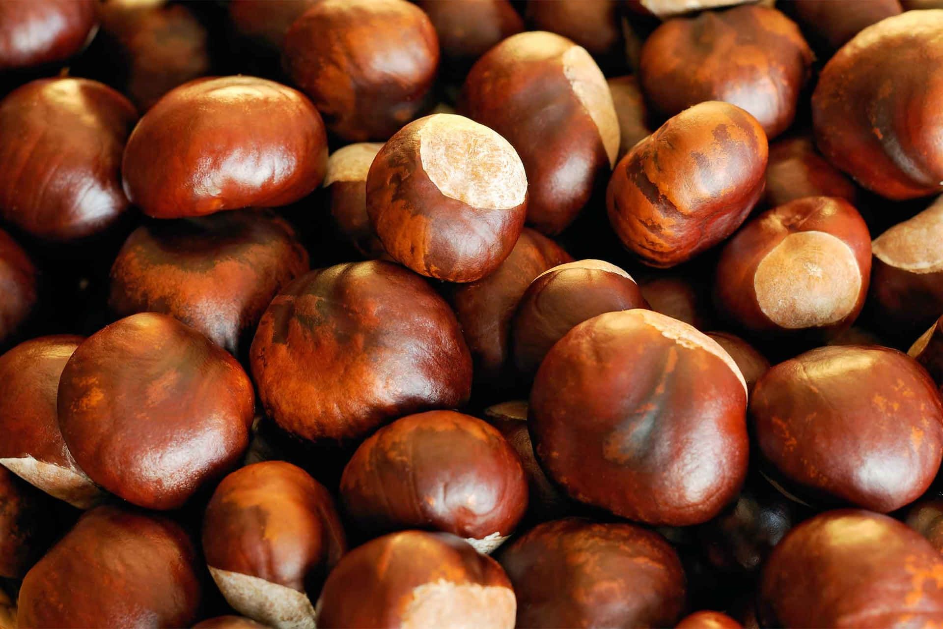 Chestnuts Wallpapers - Top Free Chestnuts Backgrounds - WallpaperAccess