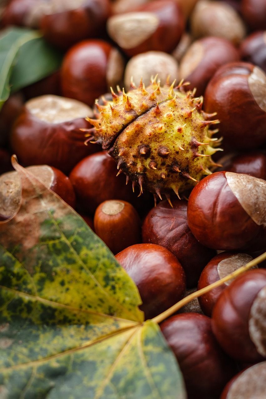 Chestnuts Wallpapers - Top Free Chestnuts Backgrounds - WallpaperAccess