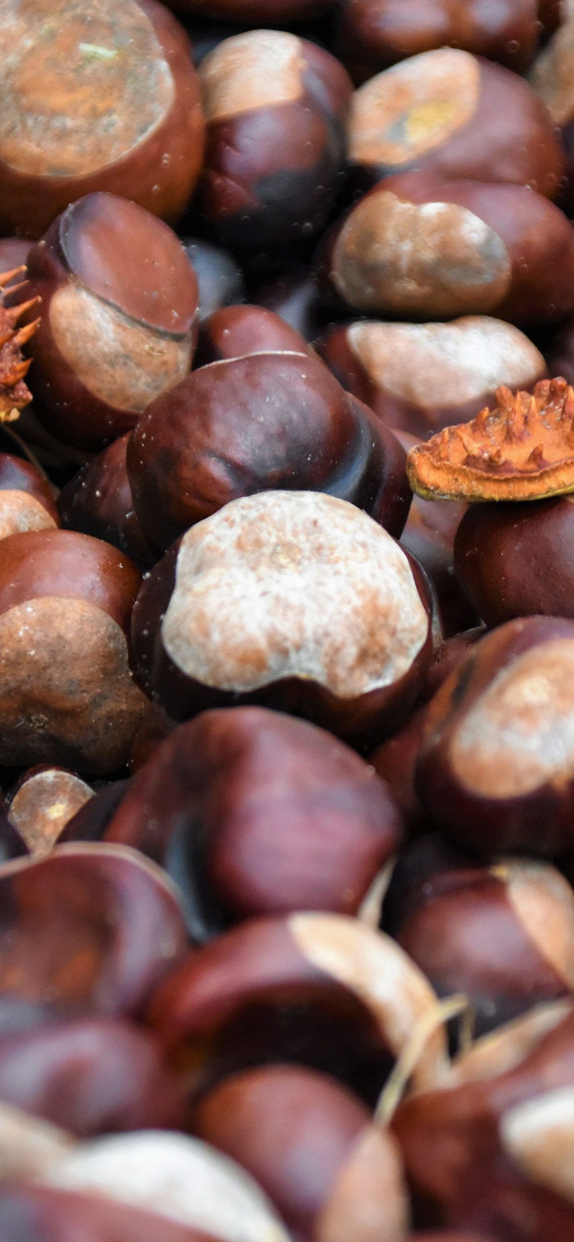 Chestnuts Wallpapers - Top Free Chestnuts Backgrounds - WallpaperAccess