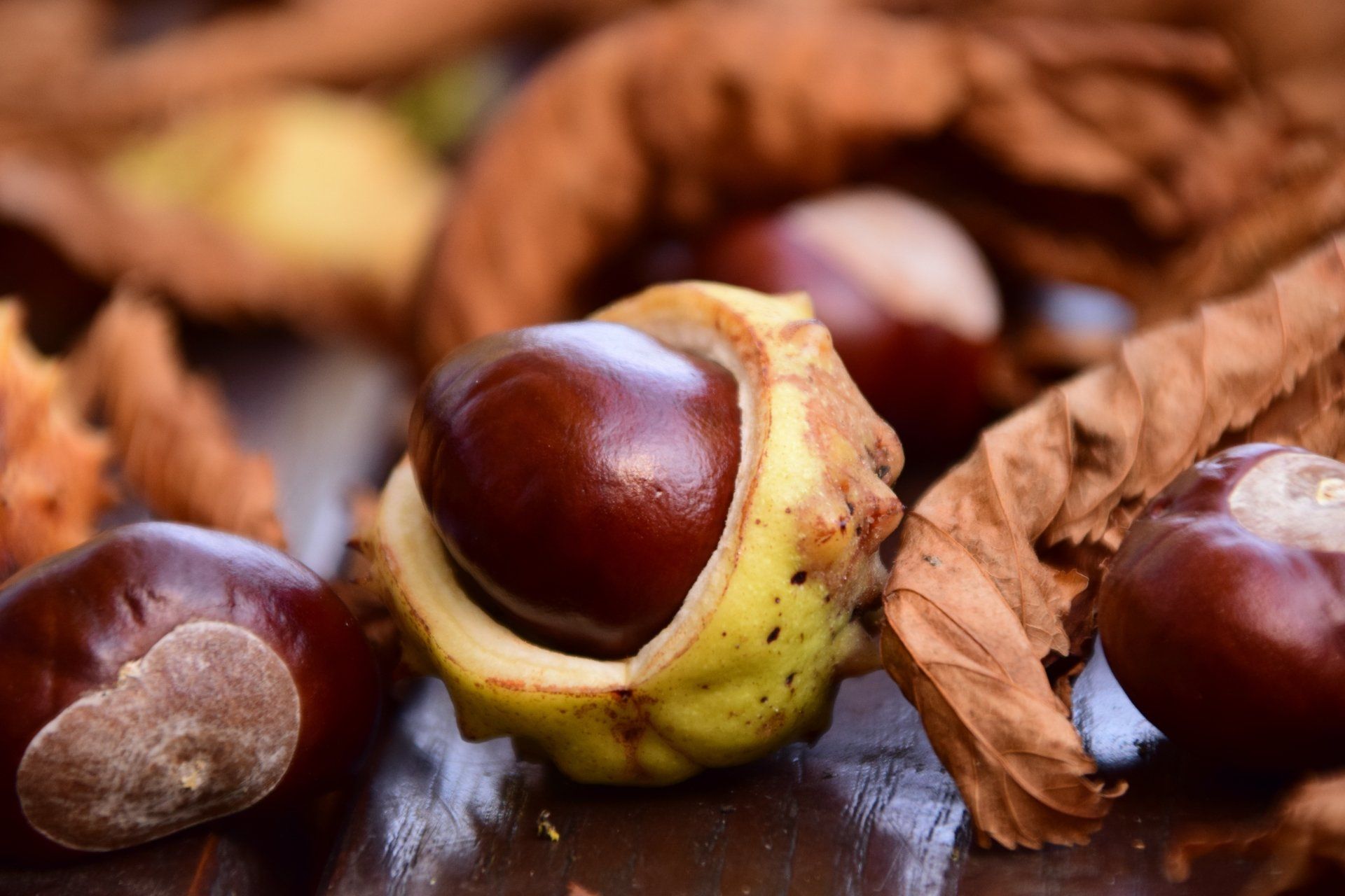 Chestnuts Wallpapers - Top Free Chestnuts Backgrounds - WallpaperAccess