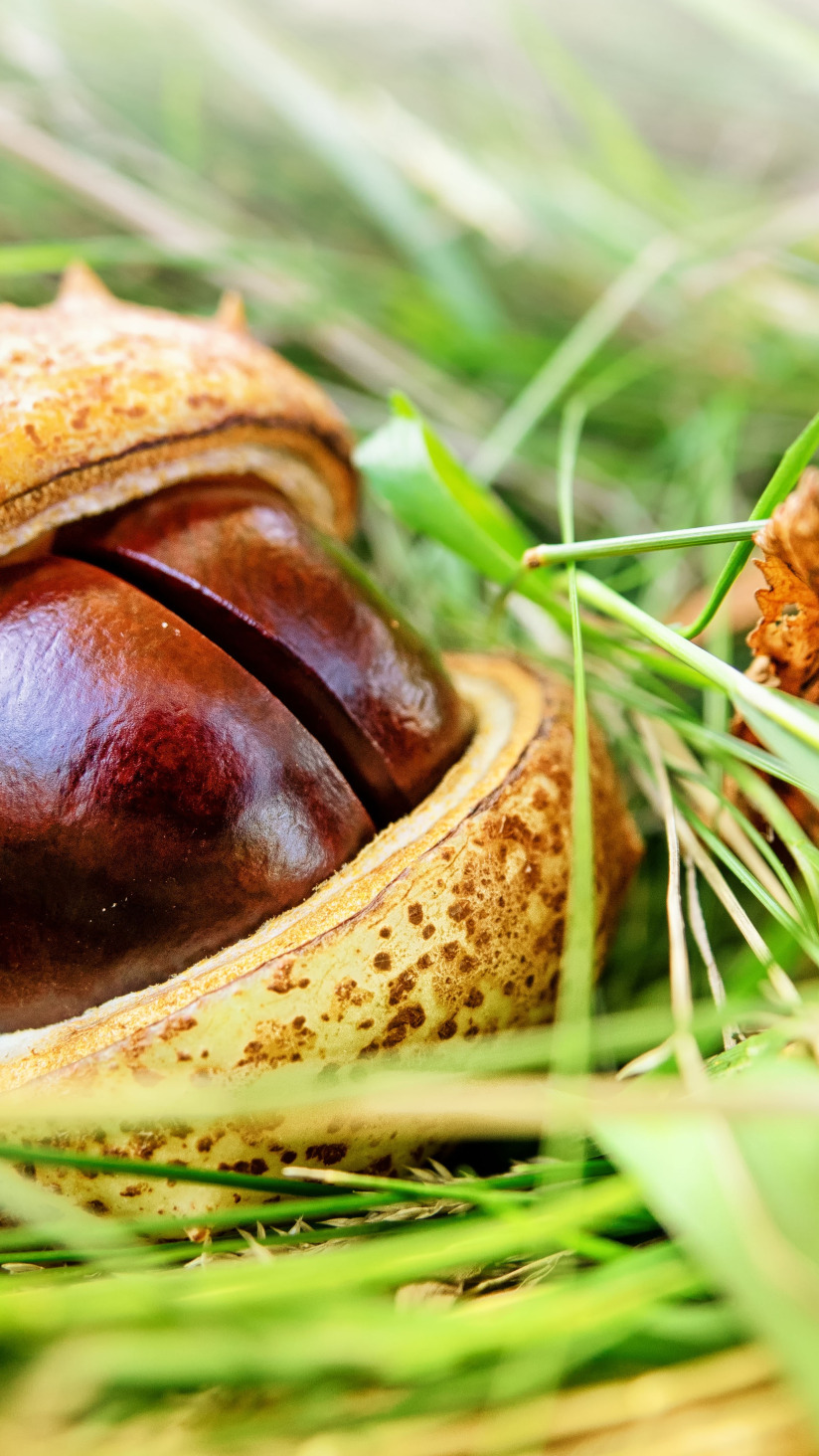 Chestnuts Wallpapers - Top Free Chestnuts Backgrounds - WallpaperAccess