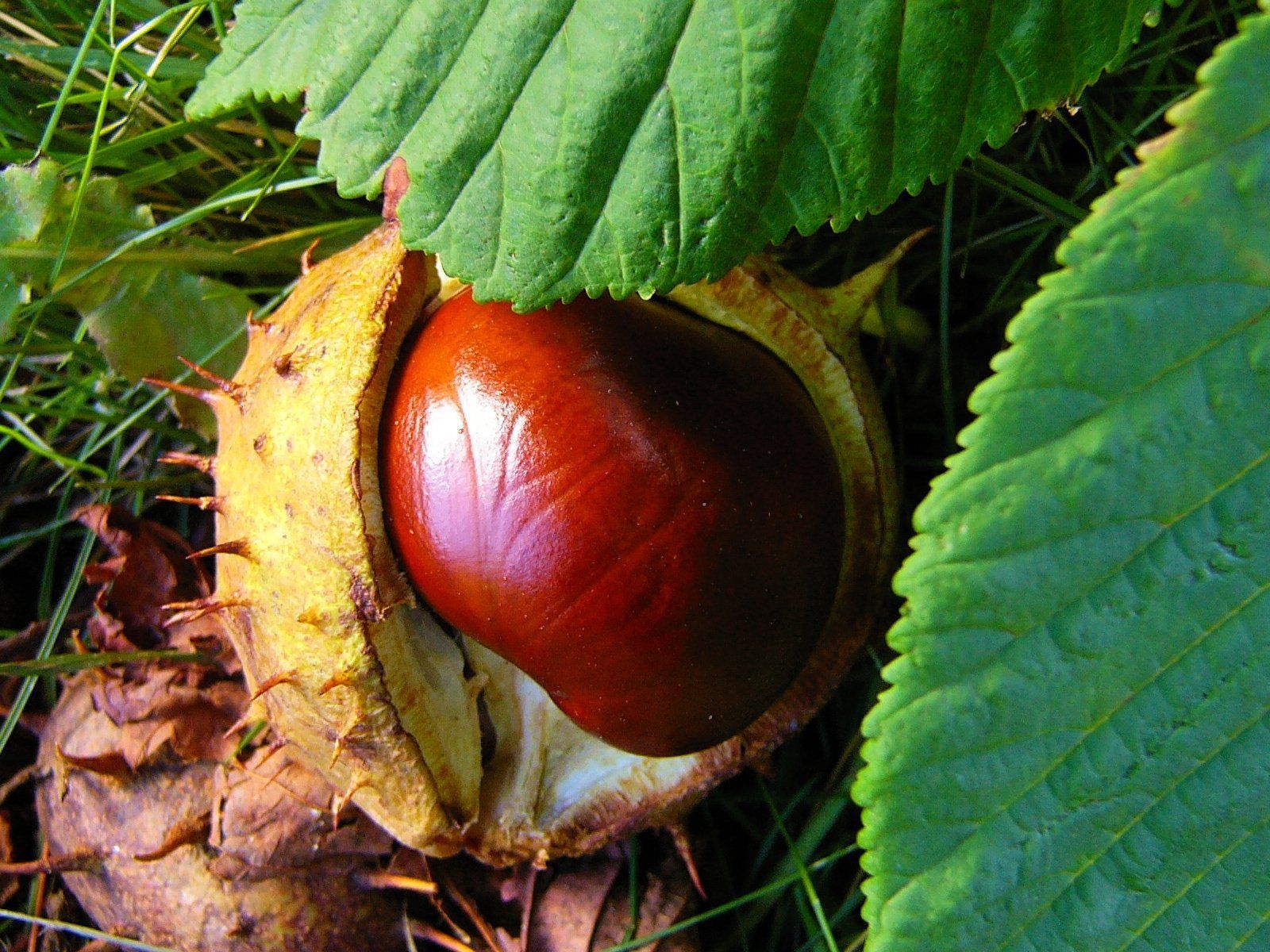 Chestnuts Wallpapers - Top Free Chestnuts Backgrounds - WallpaperAccess