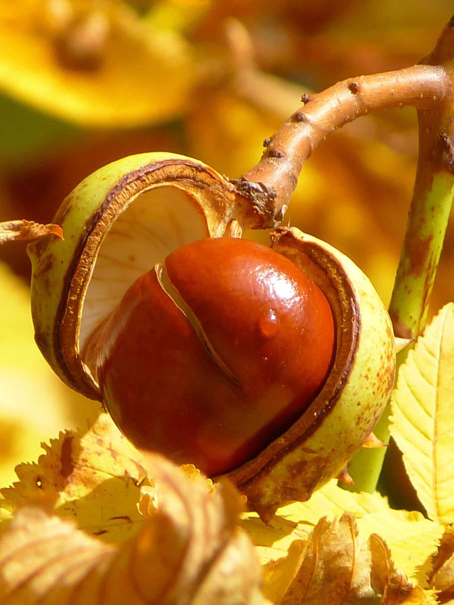 Chestnuts Wallpapers - Top Free Chestnuts Backgrounds - WallpaperAccess