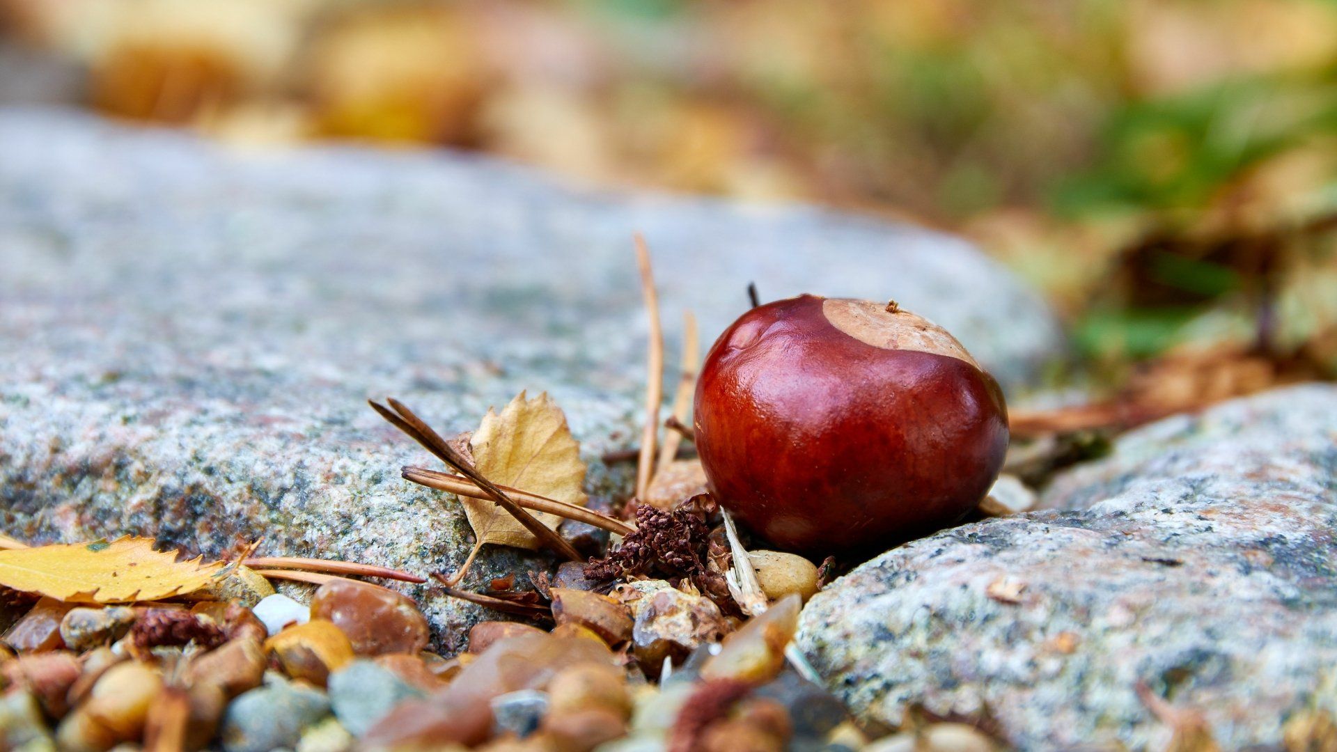 Chestnuts Wallpapers - Top Free Chestnuts Backgrounds - WallpaperAccess