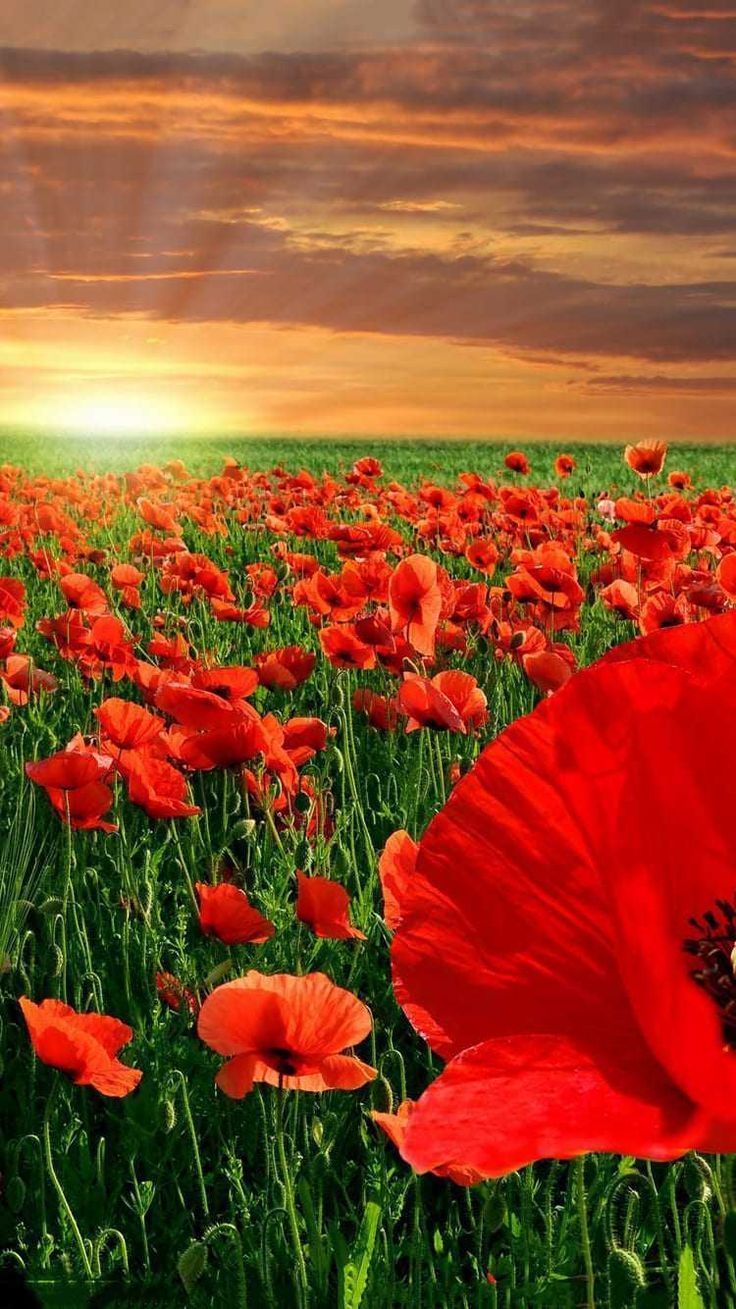 Lest We Forget Wallpapers - Top Free Lest We Forget Backgrounds ...