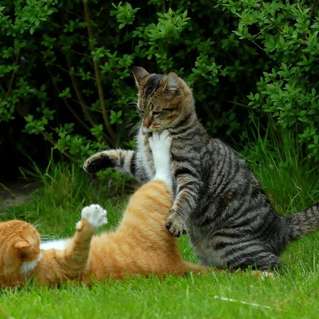Cat Playing Wallpapers - Top Free Cat Playing Backgrounds - WallpaperAccess