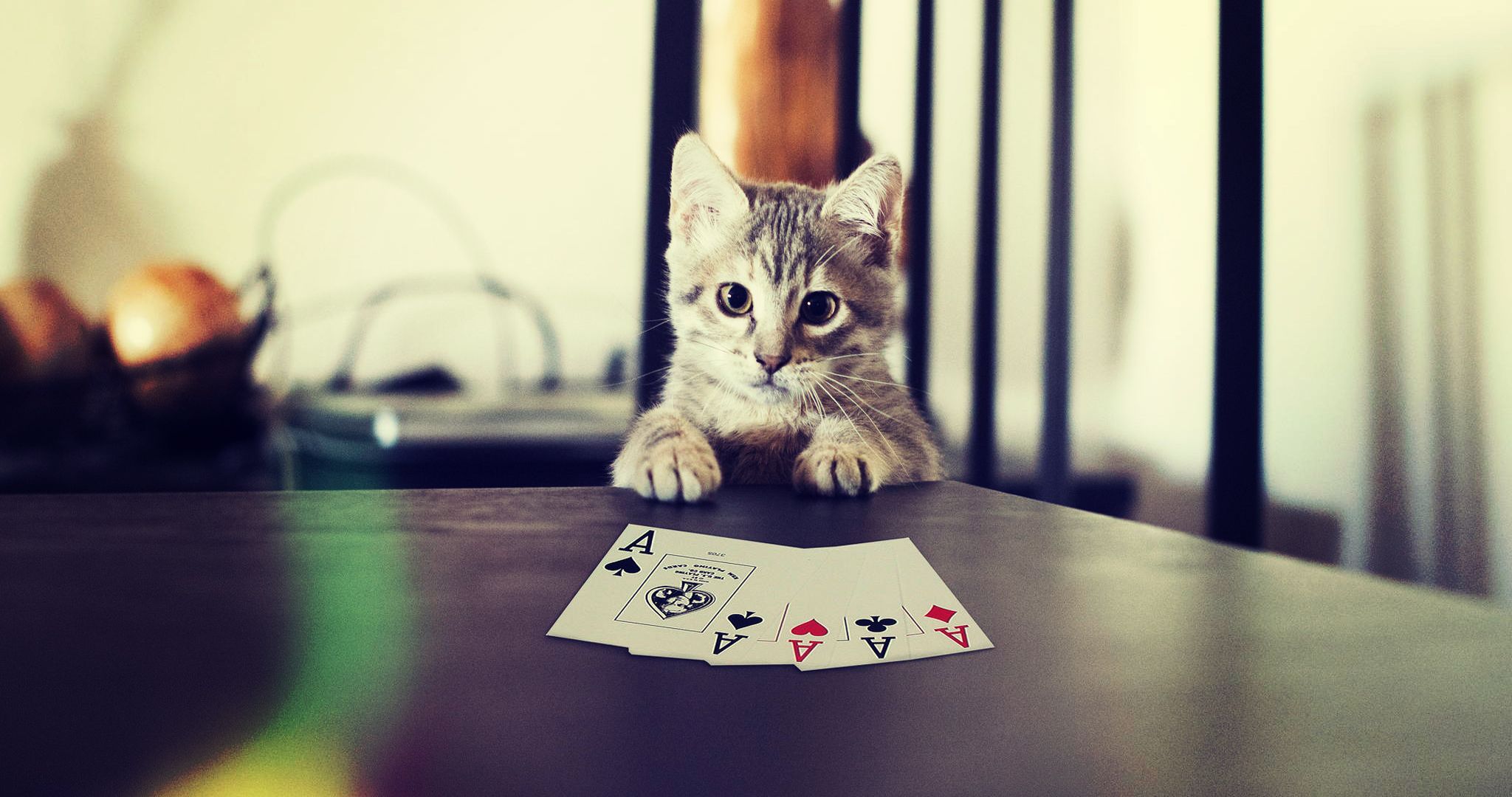 Cat Playing Wallpapers - Top Free Cat Playing Backgrounds - WallpaperAccess