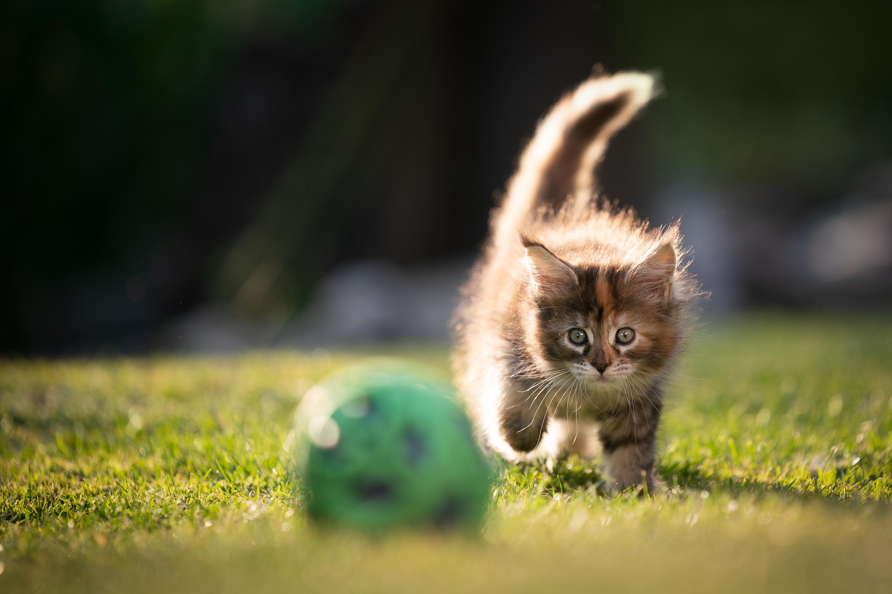 Cat Playing Wallpapers - Top Free Cat Playing Backgrounds - WallpaperAccess