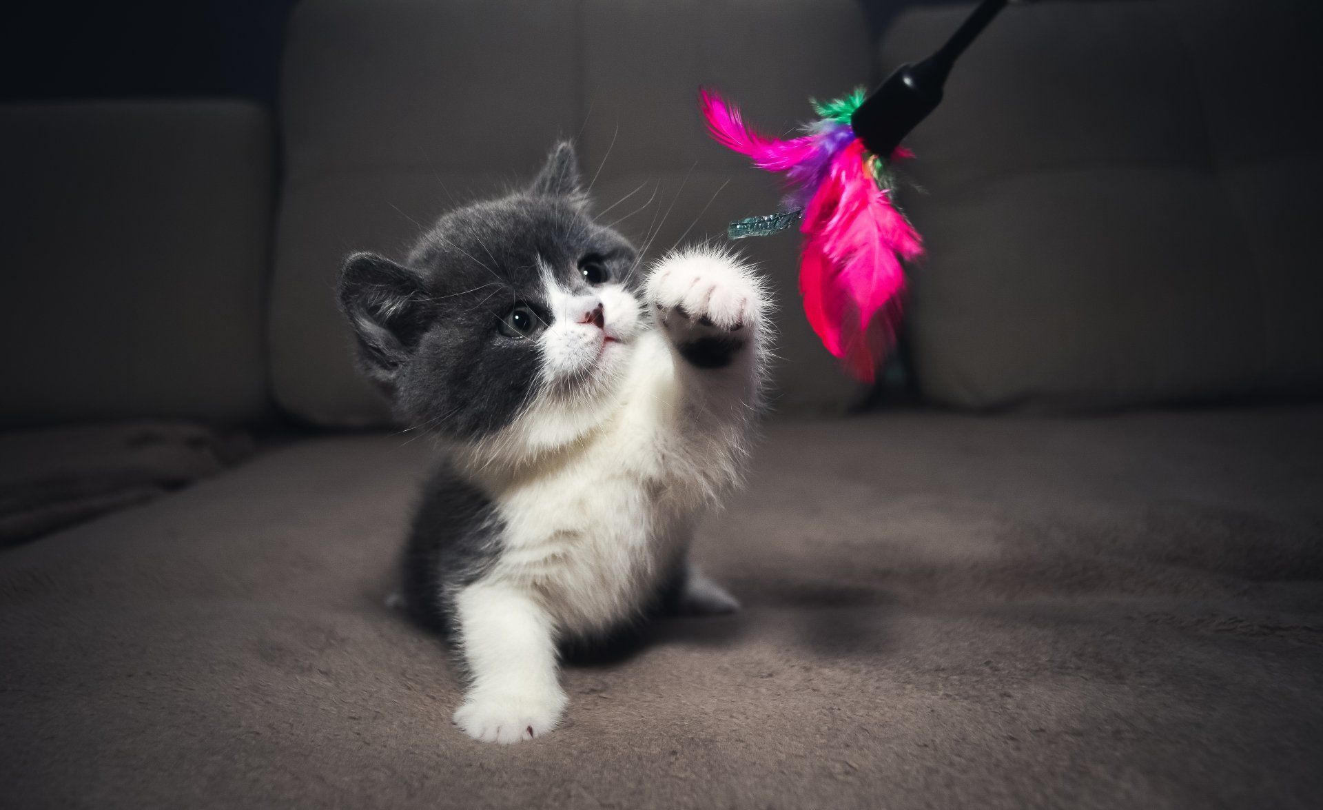 Cat Playing Wallpapers - Top Free Cat Playing Backgrounds - WallpaperAccess