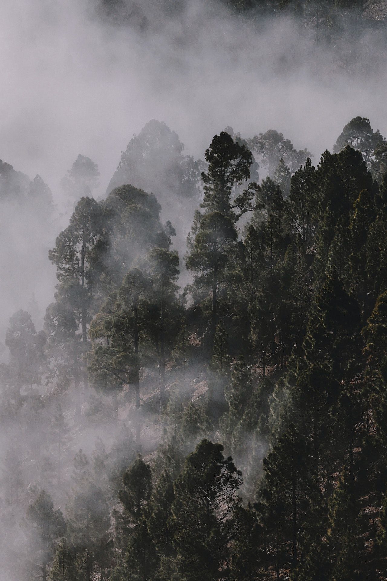Ecosia Wallpapers - Top Free Ecosia Backgrounds - WallpaperAccess