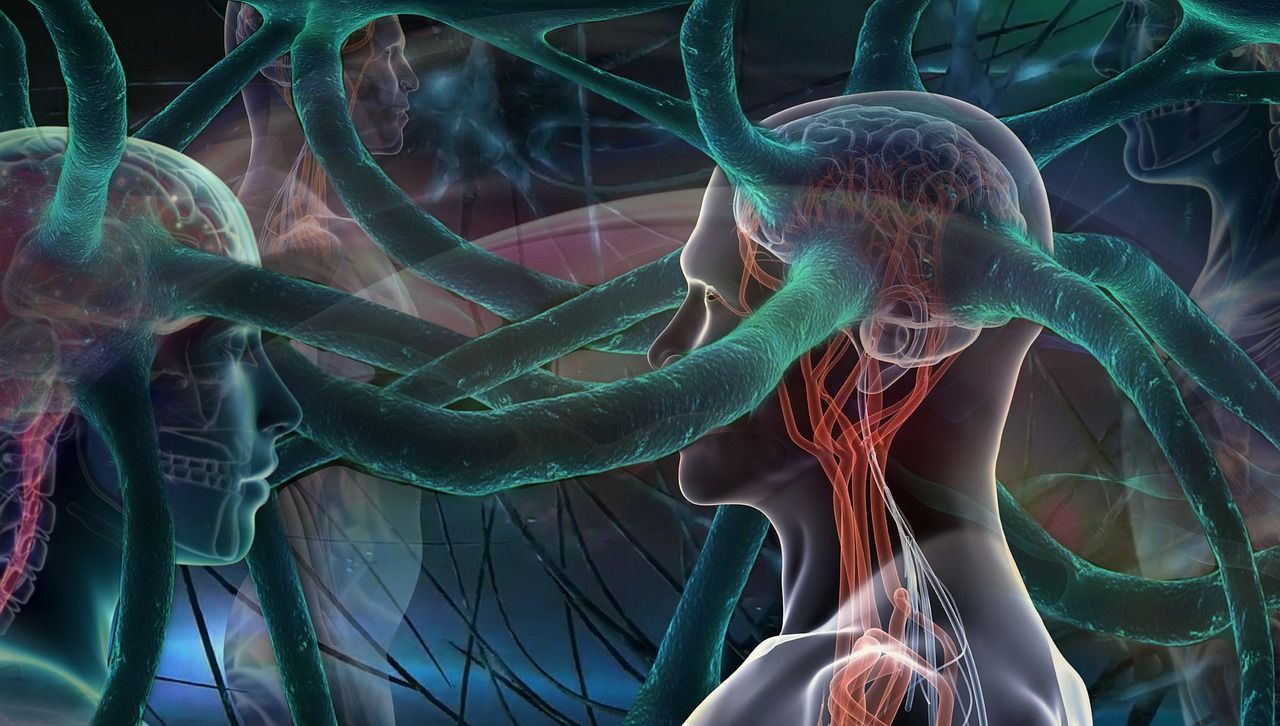 Nervous System Wallpapers - Top Free Nervous System Backgrounds ...