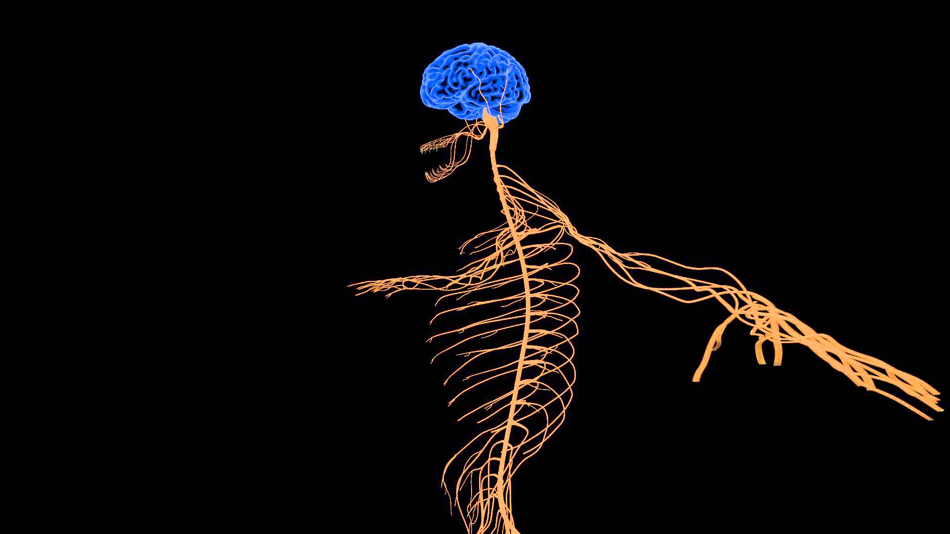 Nervous System Wallpapers - Top Free Nervous System Backgrounds ...