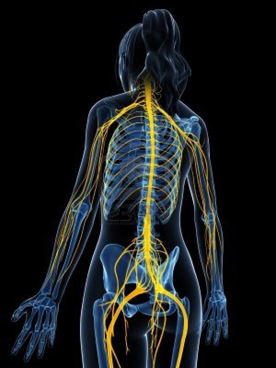 Nervous System Wallpapers - Top Free Nervous System Backgrounds ...
