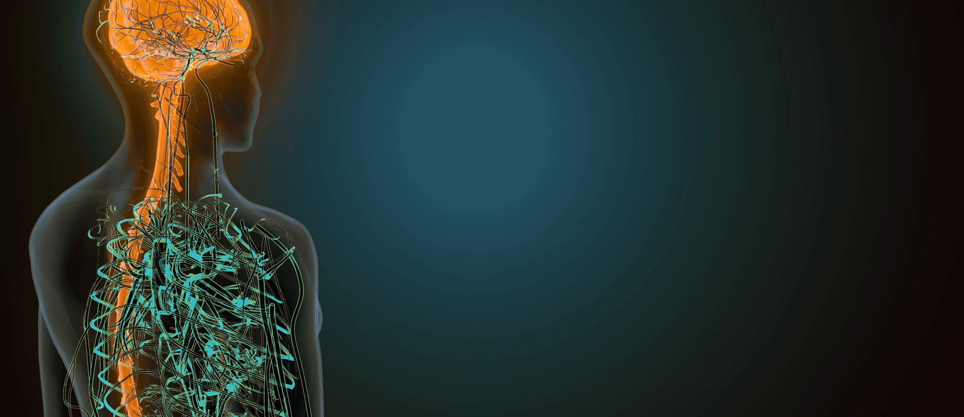 Nervous System Wallpapers - Top Free Nervous System Backgrounds ...