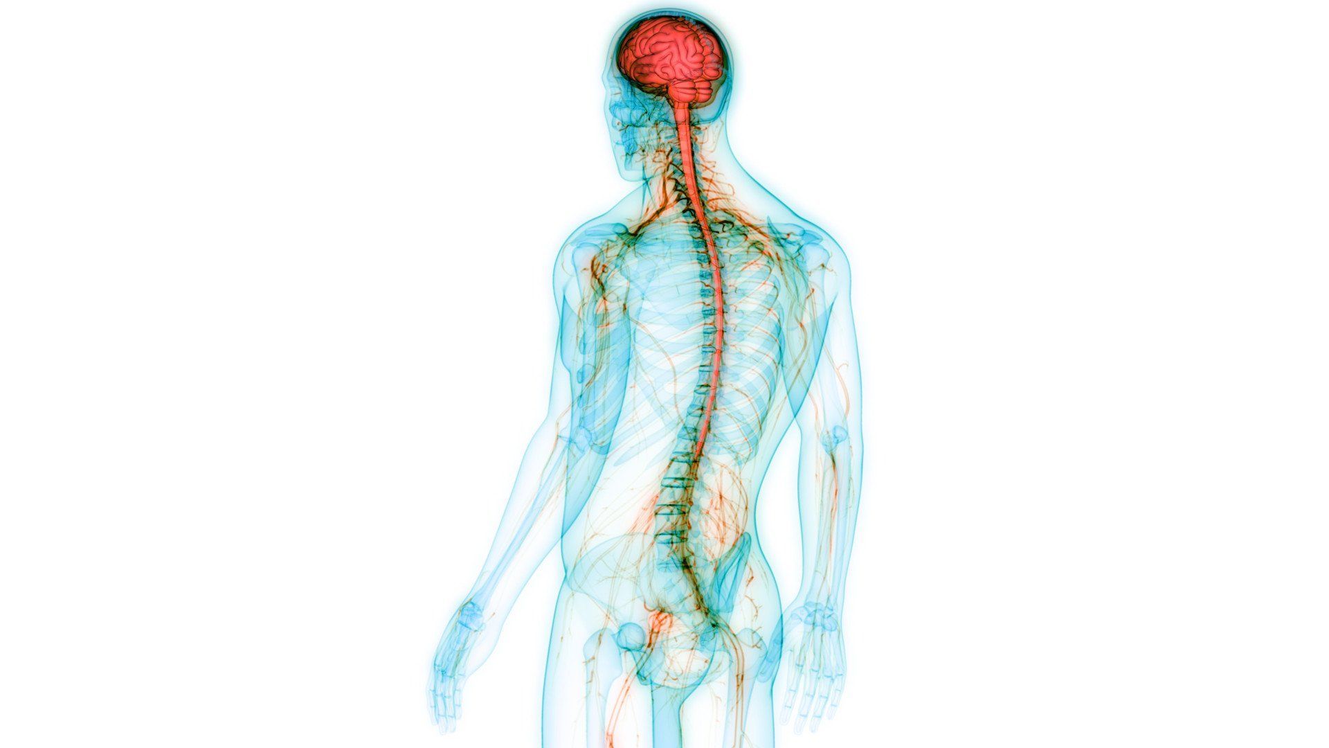 Nervous System Wallpapers - Top Free Nervous System Backgrounds ...