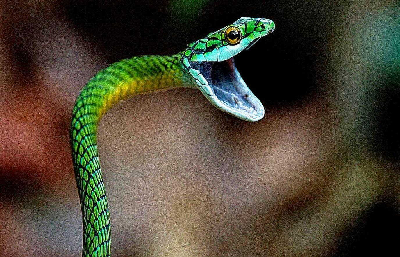 Black Mamba Wallpapers - Top Free Black Mamba Backgrounds - WallpaperAccess