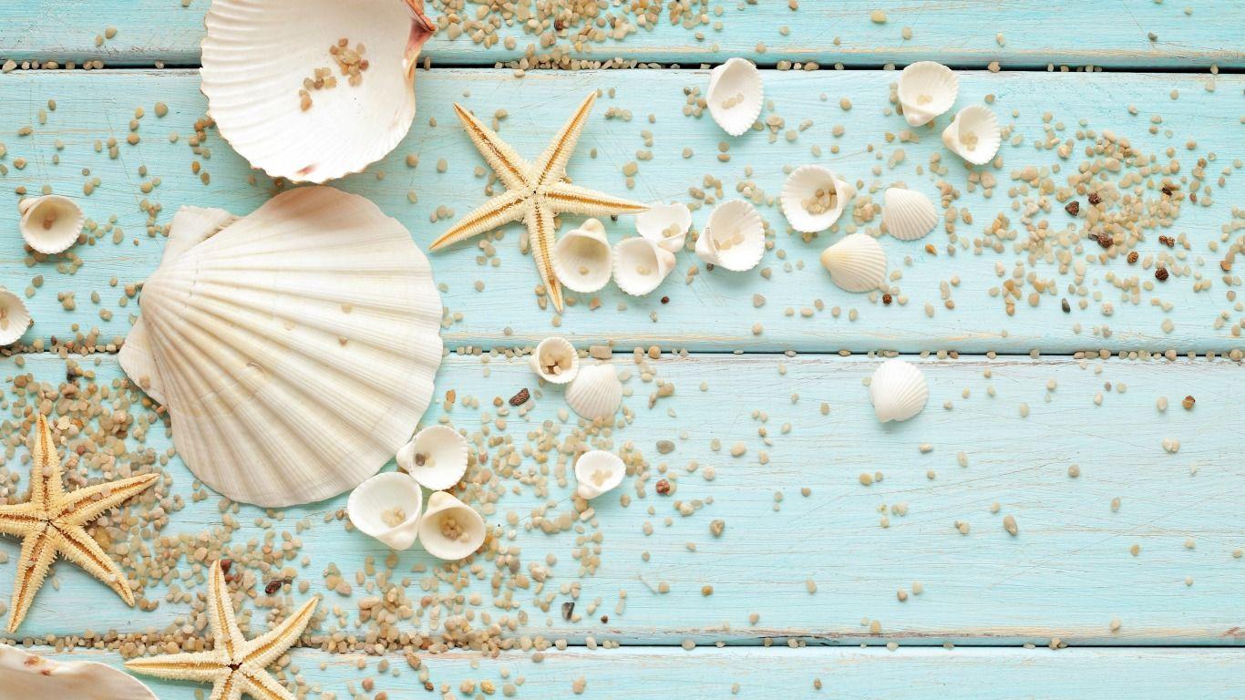 Seashell Wallpapers - Top Free Seashell Backgrounds - WallpaperAccess