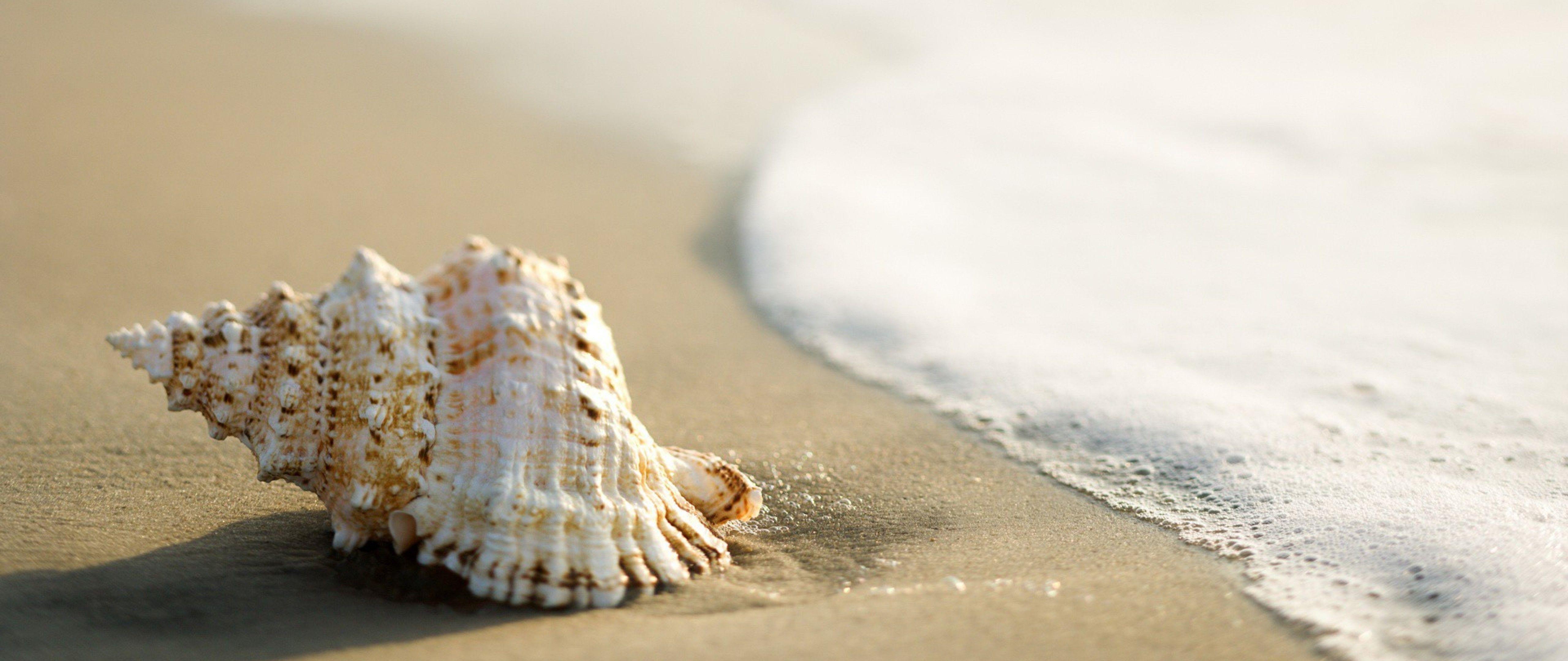 Seashell Wallpapers - Top Free Seashell Backgrounds - WallpaperAccess