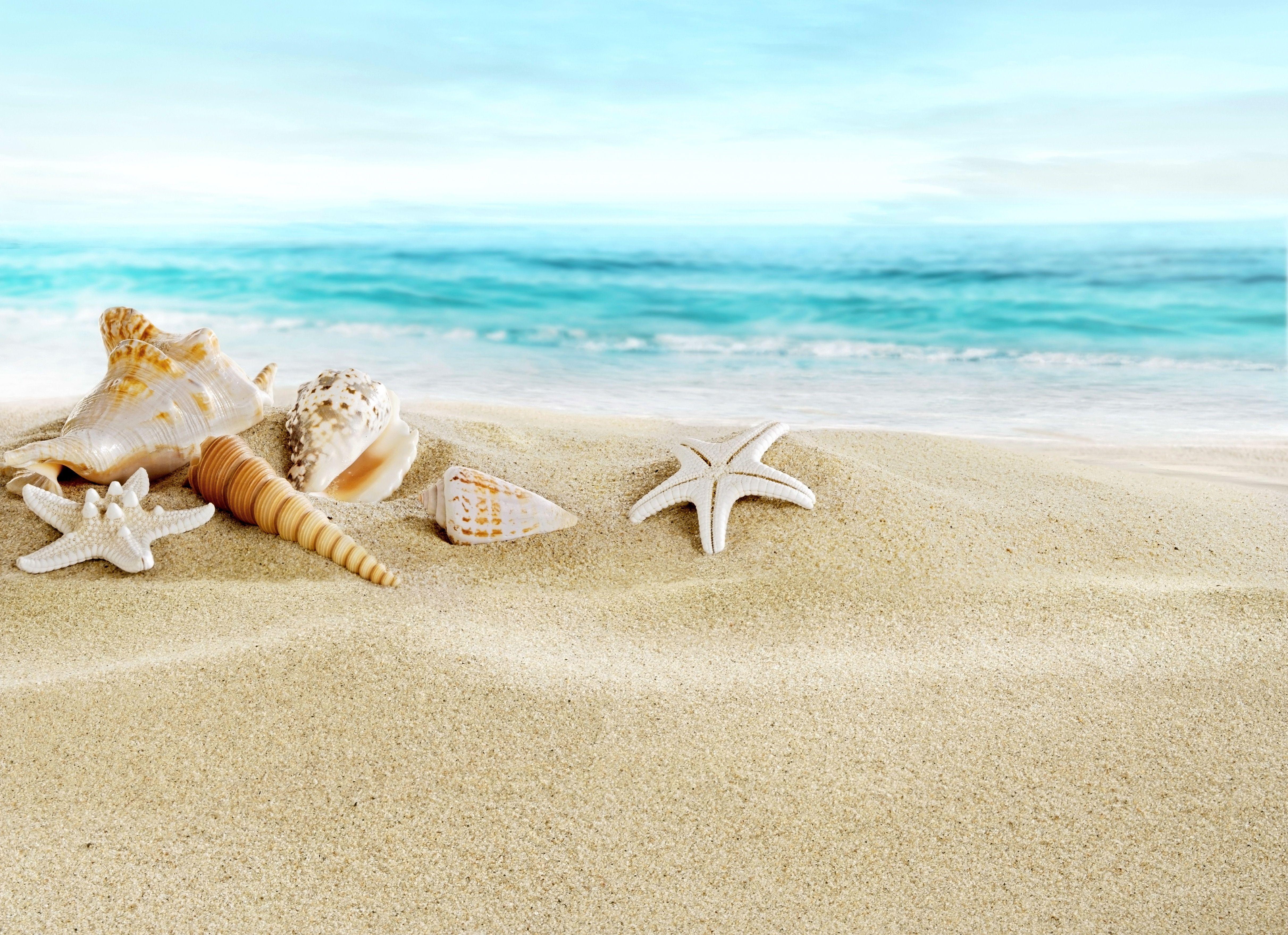 Seashell Wallpapers - Top Free Seashell Backgrounds - WallpaperAccess