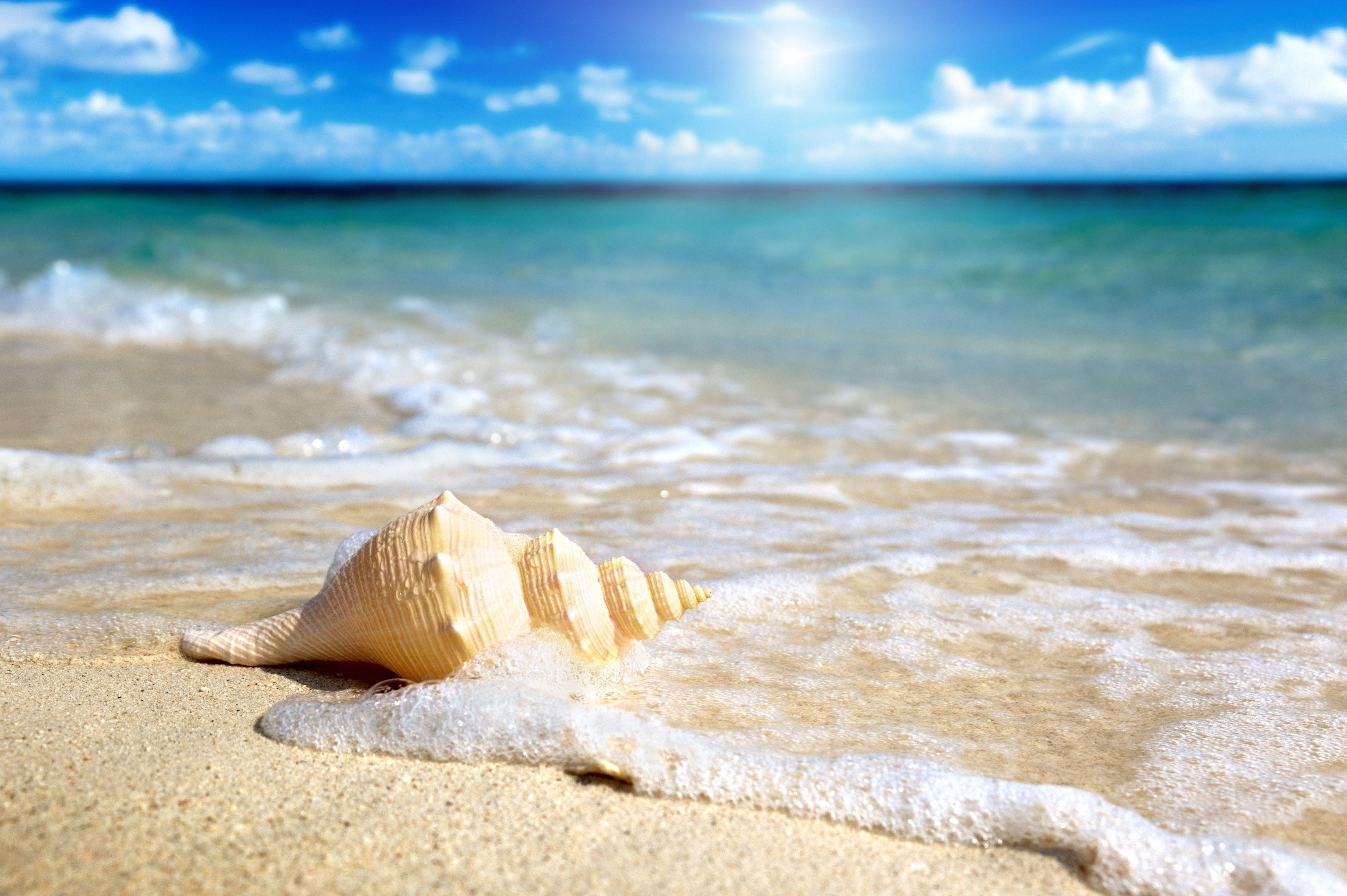 Seashell Wallpapers - Top Free Seashell Backgrounds - WallpaperAccess