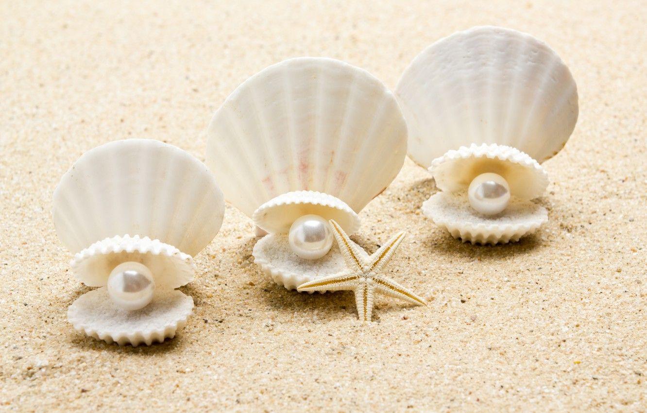 Seashell Wallpapers - Top Free Seashell Backgrounds - WallpaperAccess