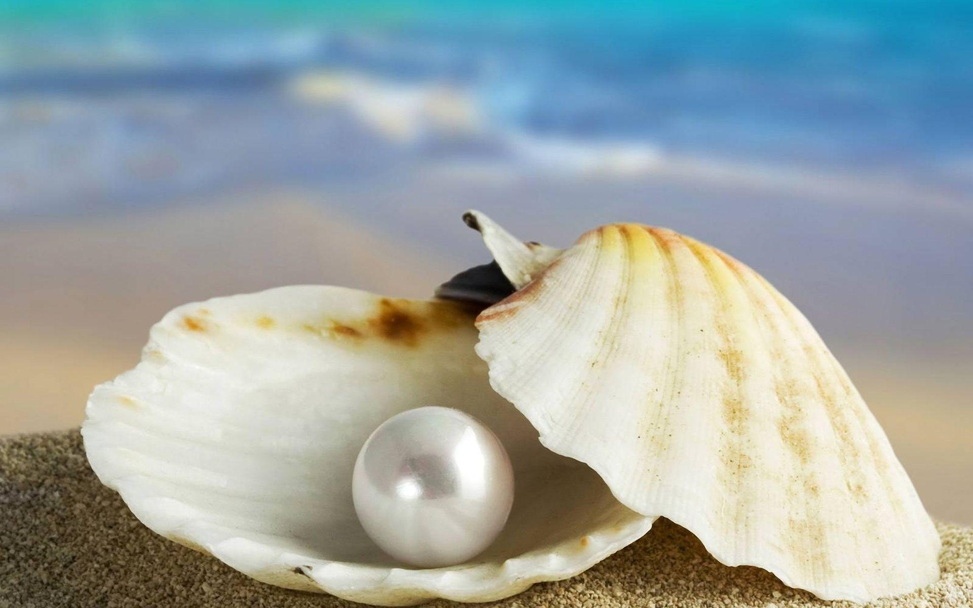Seashell Wallpapers - Top Free Seashell Backgrounds - WallpaperAccess