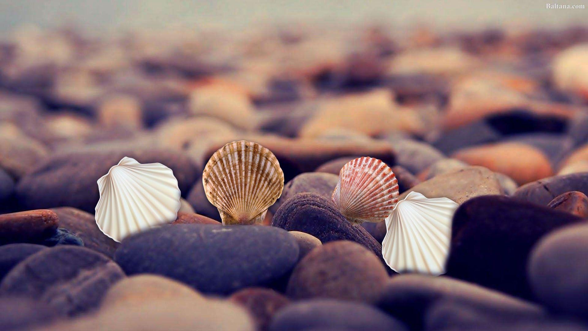 Seashell Wallpapers - Top Free Seashell Backgrounds - WallpaperAccess
