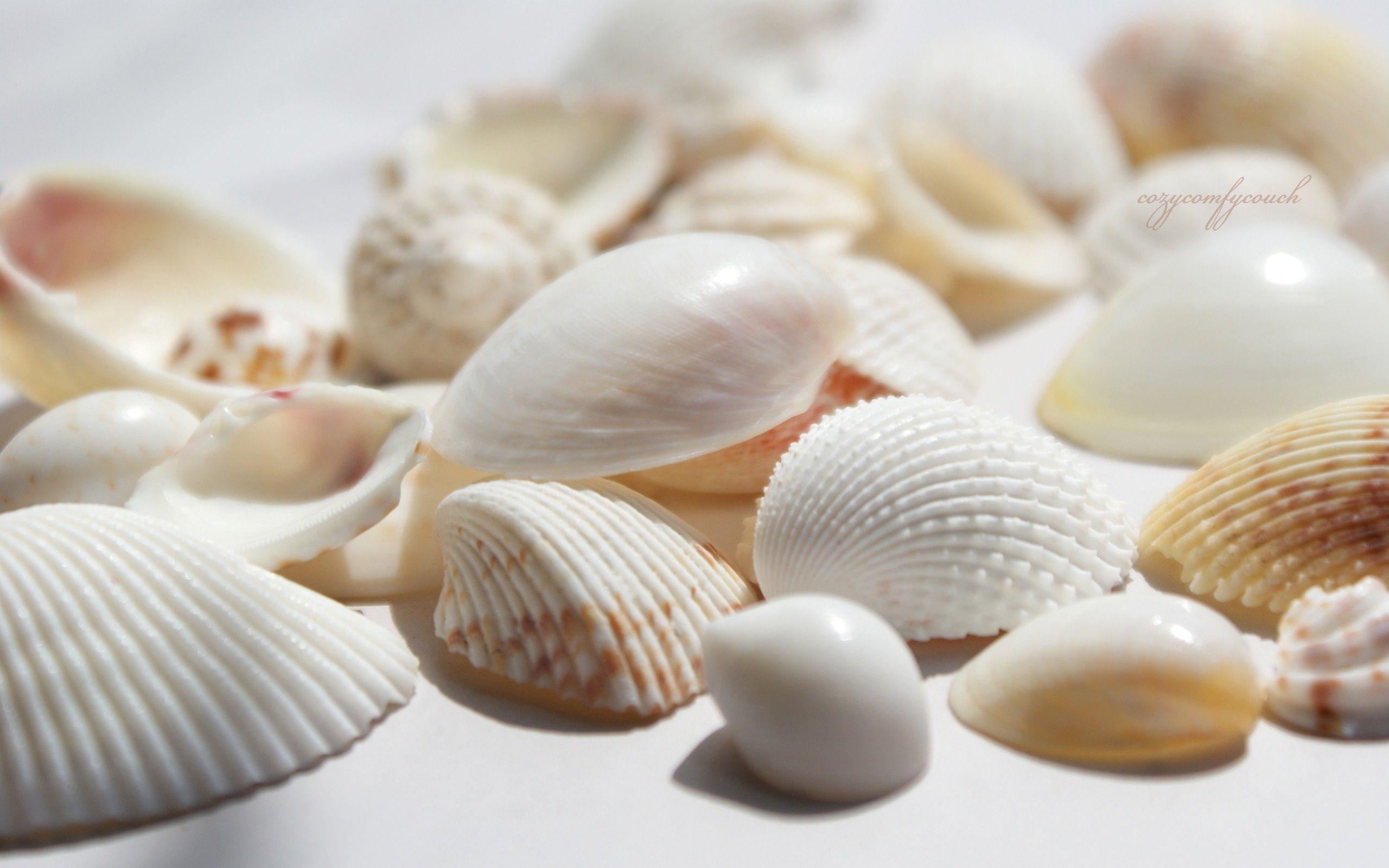 Seashell Wallpapers - Top Free Seashell Backgrounds - WallpaperAccess