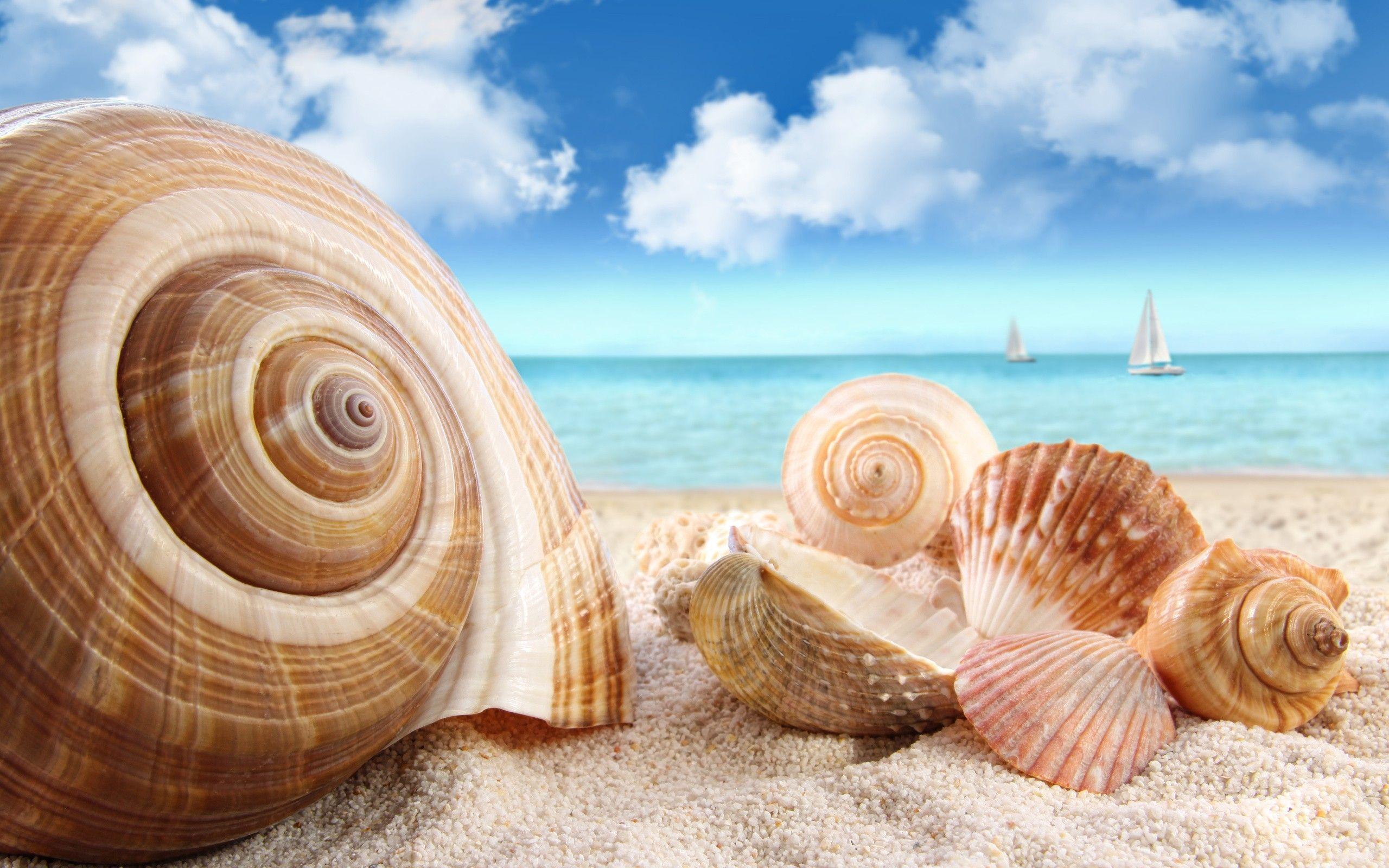 Seashell Wallpapers - Top Free Seashell Backgrounds - WallpaperAccess