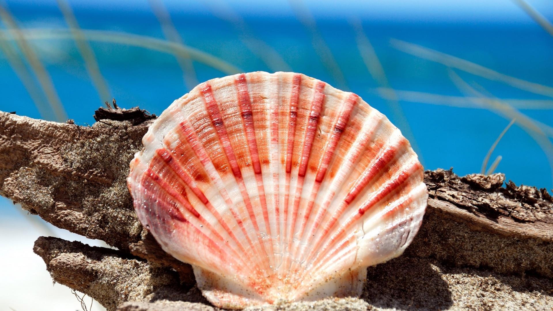 Seashell Wallpapers - Top Free Seashell Backgrounds - WallpaperAccess