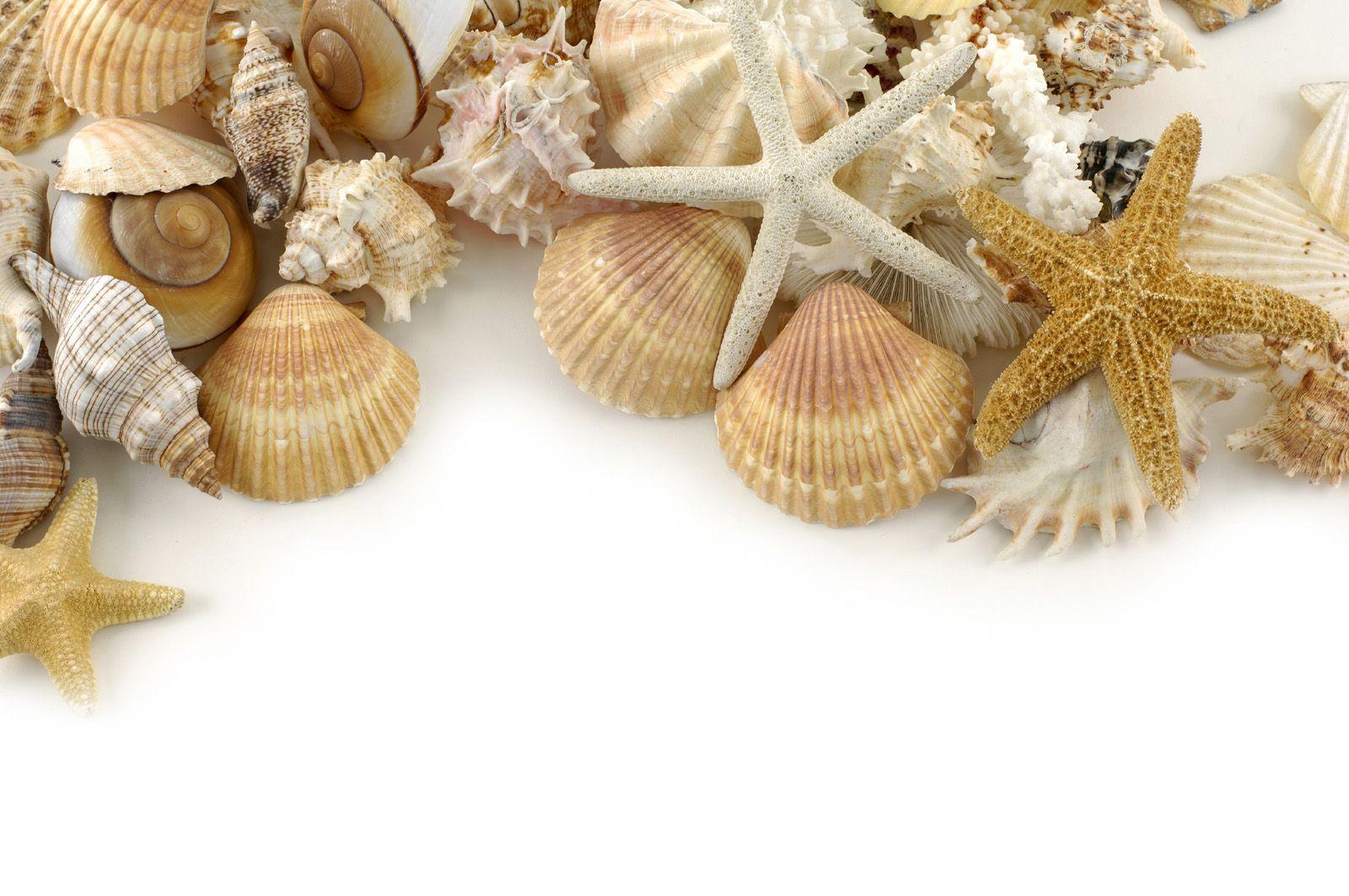 Seashell Wallpapers - Top Free Seashell Backgrounds - WallpaperAccess