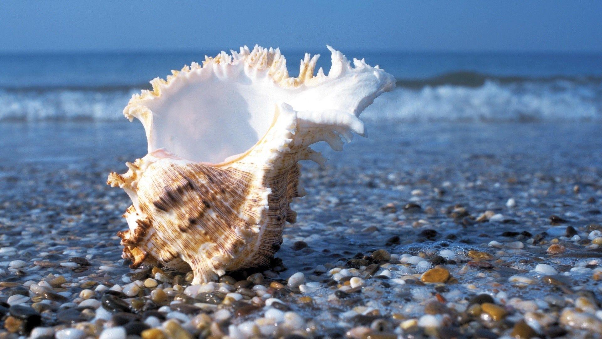 Seashell Wallpapers - Top Free Seashell Backgrounds - WallpaperAccess