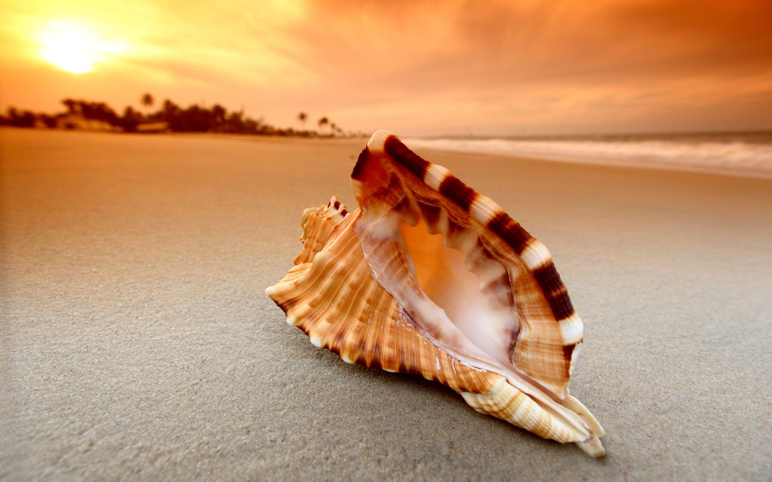 Seashell Wallpapers - Top Free Seashell Backgrounds - WallpaperAccess