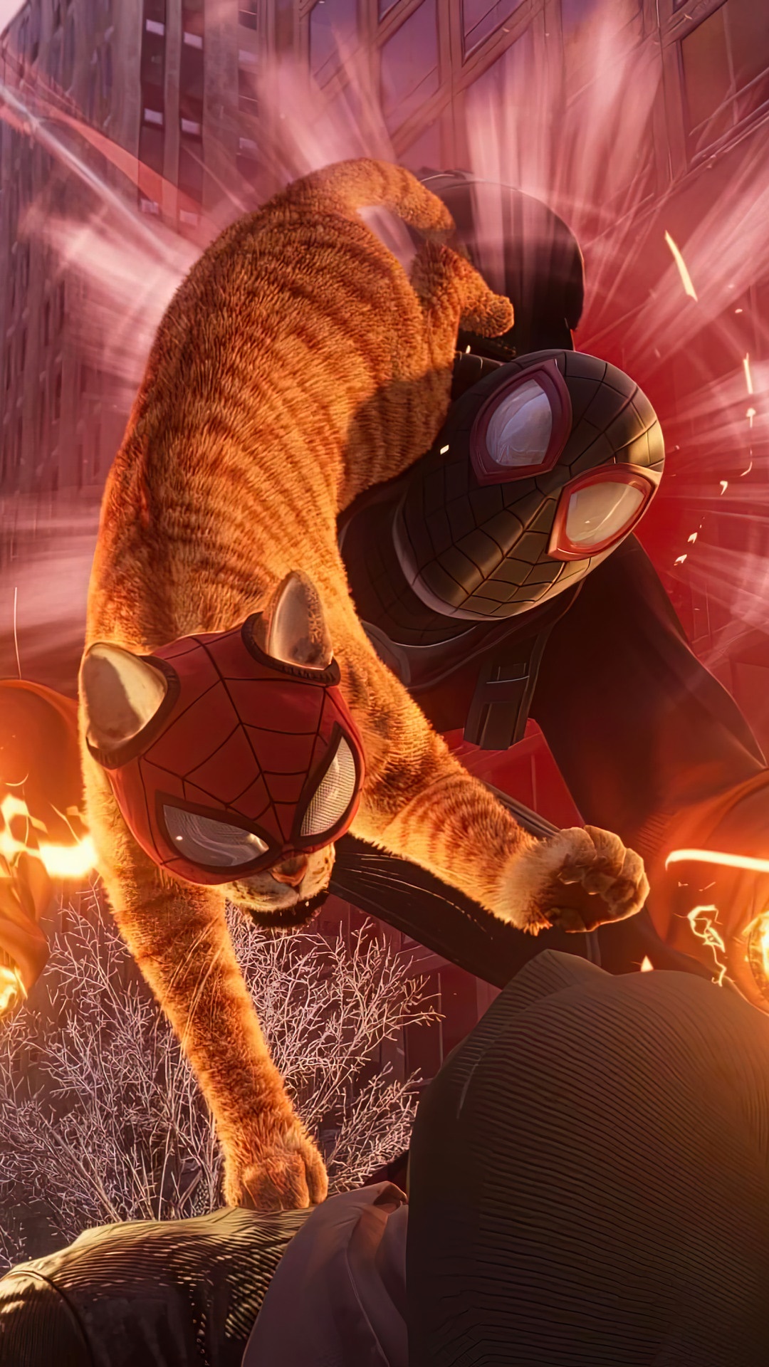 Spider Cat Wallpapers - Top Free Spider Cat Backgrounds - WallpaperAccess