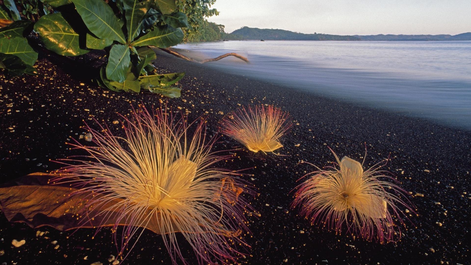Black Sand Wallpapers - Top Free Black Sand Backgrounds - WallpaperAccess
