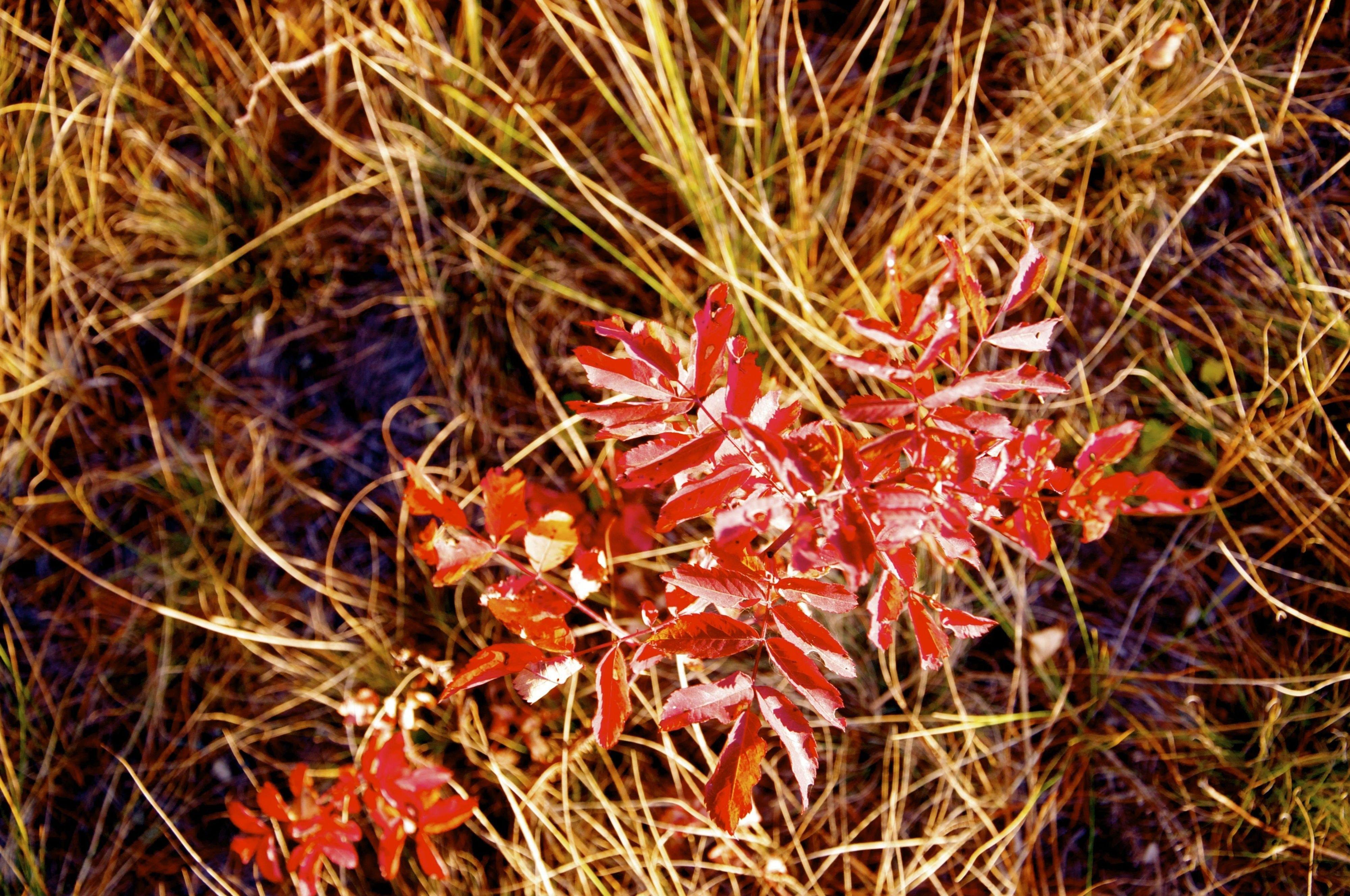 Fall Tumblr Wallpapers - Top Free Fall Tumblr Backgrounds - WallpaperAccess