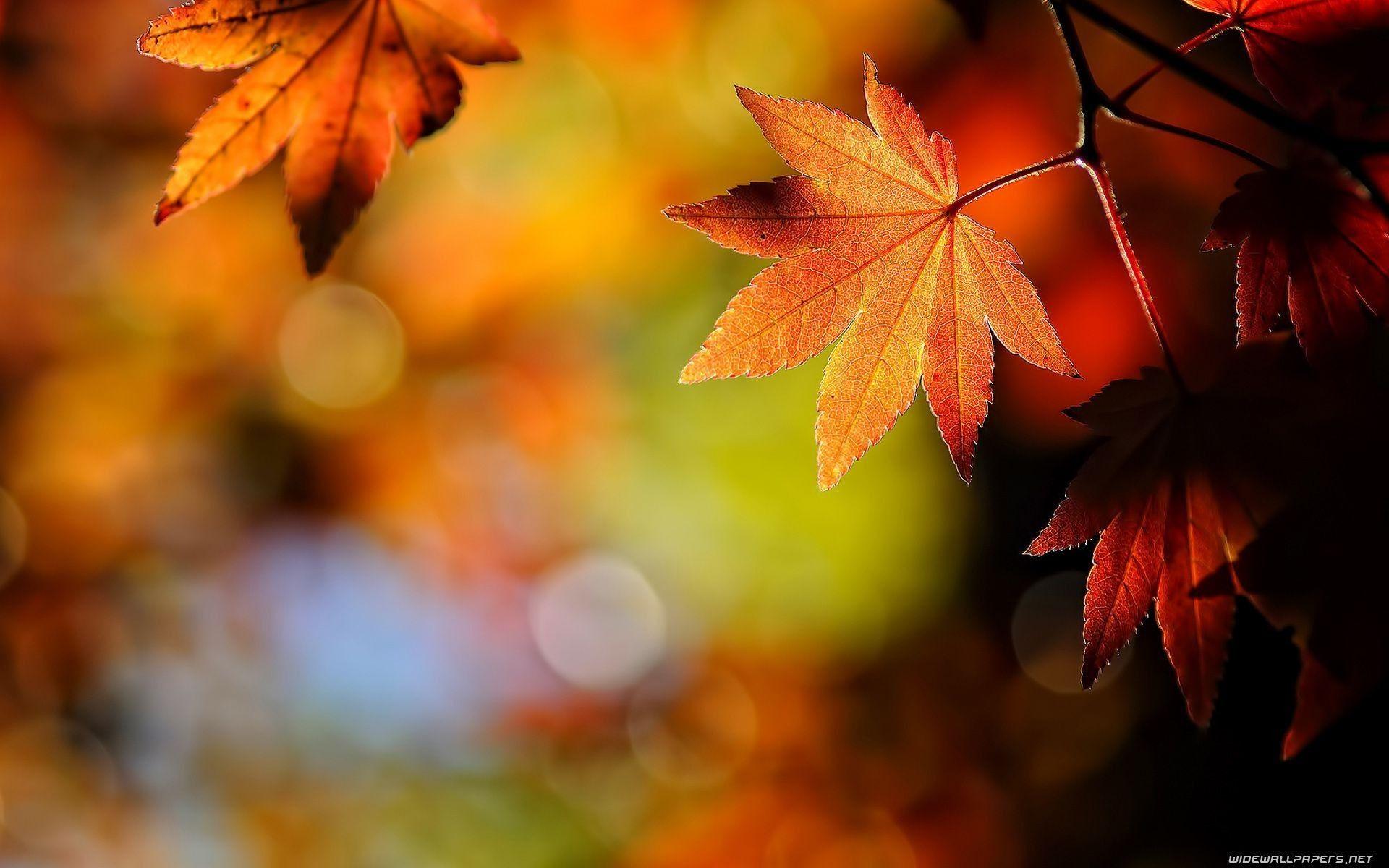 Fall Tumblr Wallpapers - Top Free Fall Tumblr Backgrounds - WallpaperAccess
