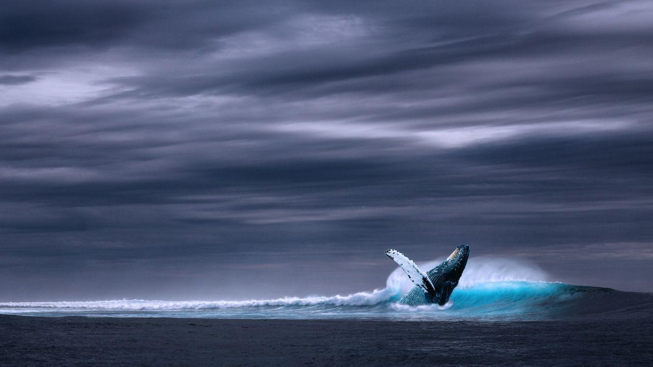 Whale Wallpapers - Top Free Whale Backgrounds - WallpaperAccess