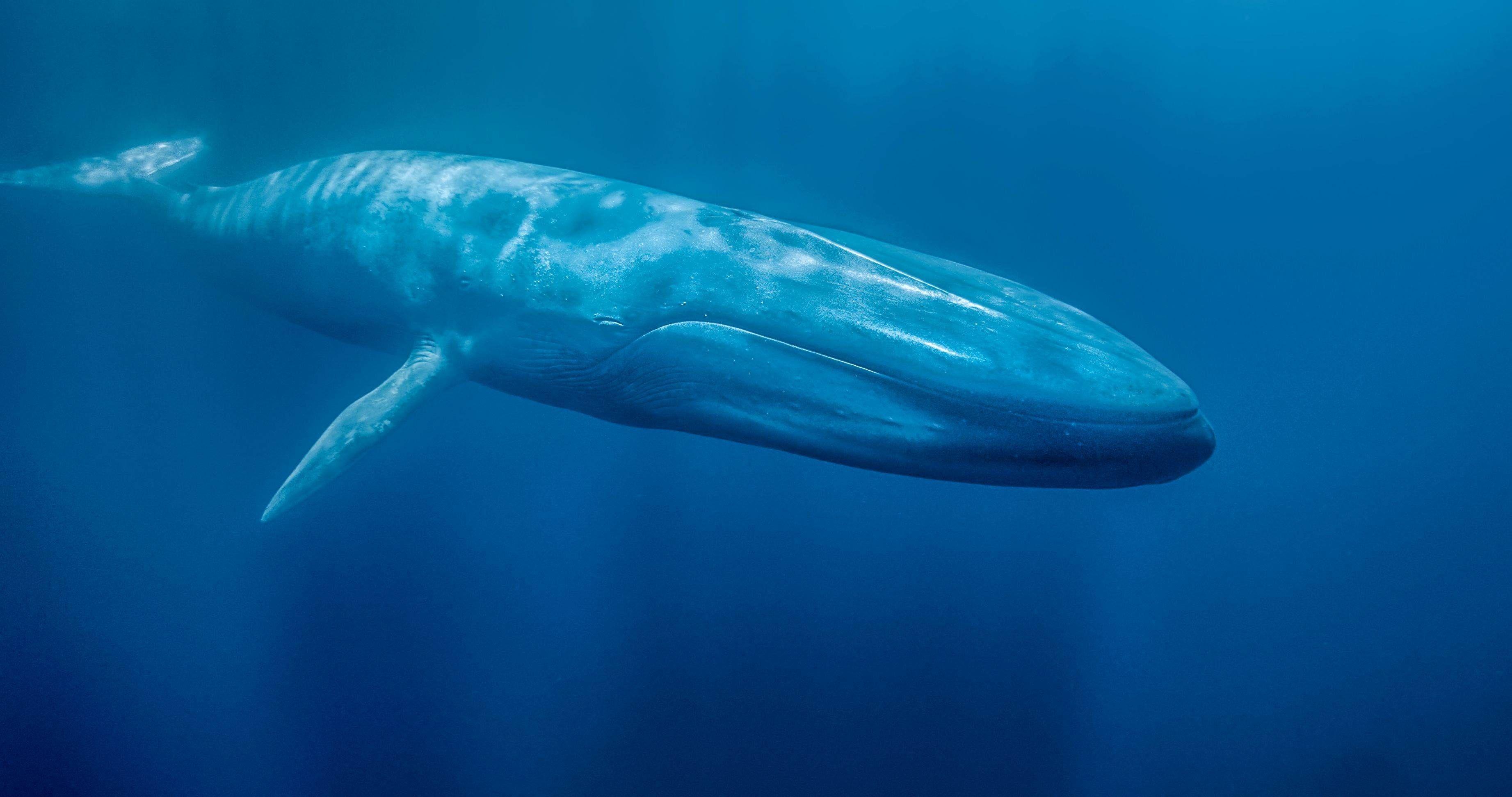 Whale Wallpapers - Top Free Whale Backgrounds - WallpaperAccess