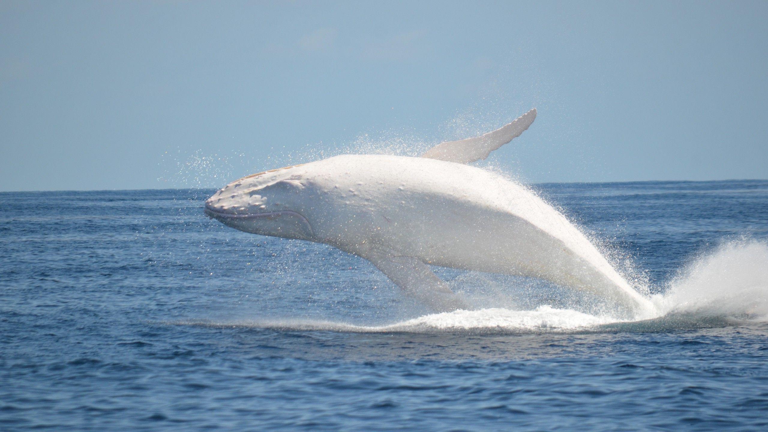 Whale Wallpapers - Top Free Whale Backgrounds - WallpaperAccess